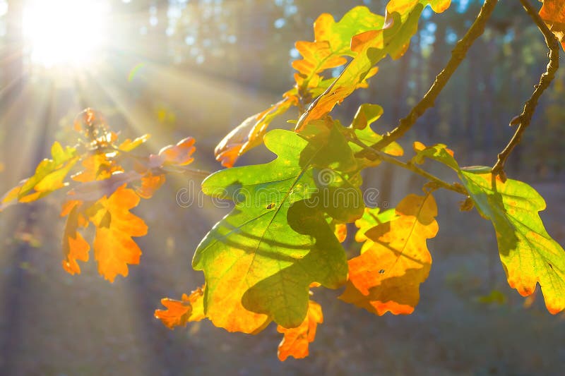 Red Dry Oak Tree Branch in Light of Sparkle Sun Stock Photo - Image of ...