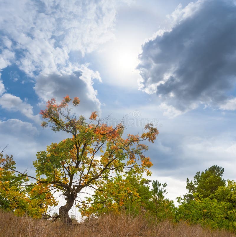 Red Dry Oak Tree Stay on Forest Glade Under Cloudy Sky Stock Photo ...
