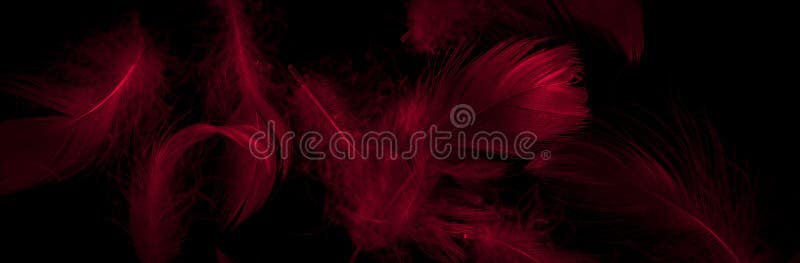 Red Duck Feathers on a Black Isolated Background Stock Image - Image of ...