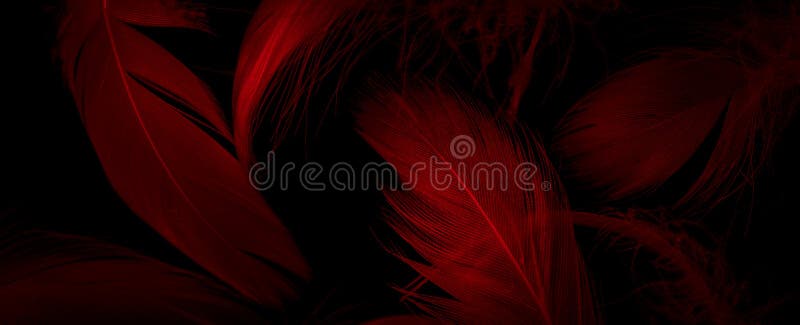 Red Duck Feathers on a Black Isolated Background Stock Image - Image of ...