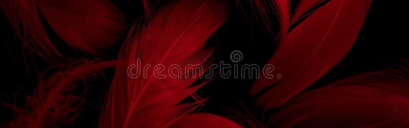 Red Duck Feathers on a Black Isolated Background Stock Photo - Image of ...