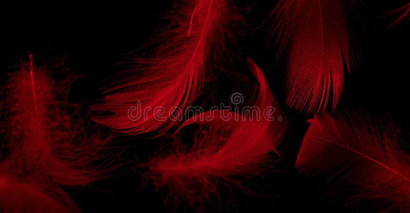 Red Duck Feathers on a Black Isolated Background Stock Image - Image of ...