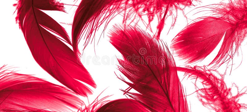Red Duck Feathers on a Black Isolated Background Stock Photo - Image of ...