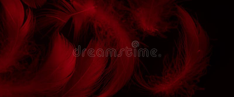 Red Duck Feathers on a Black Isolated Background Stock Image - Image of ...