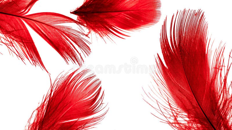 Red Duck Feathers on a White Isolated Background Stock Image - Image of ...