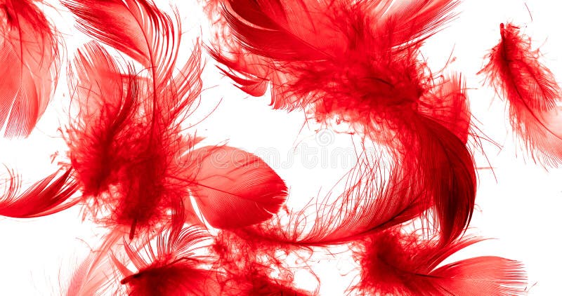 Red Duck Feathers on a White Isolated Background Stock Photo - Image of ...