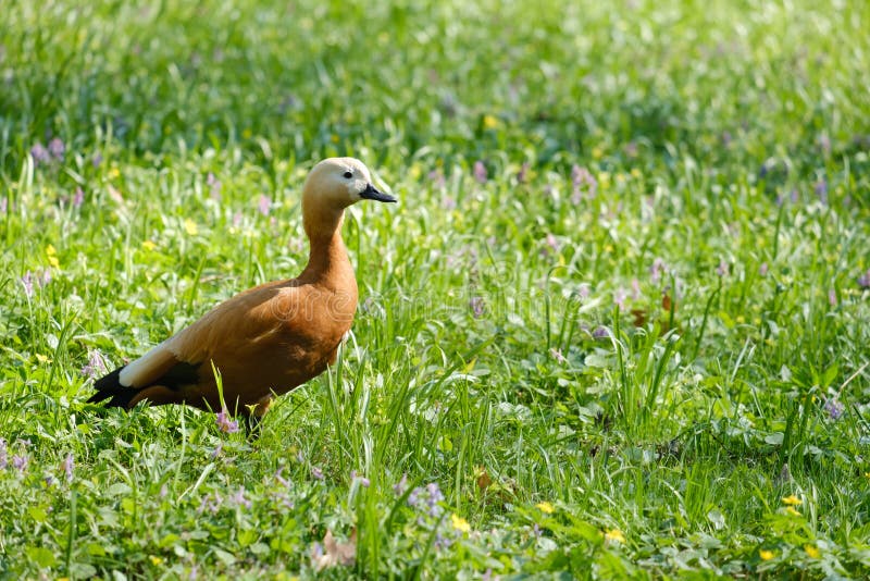 Red duck on the grass stock image. Image of tadorna - 147934541