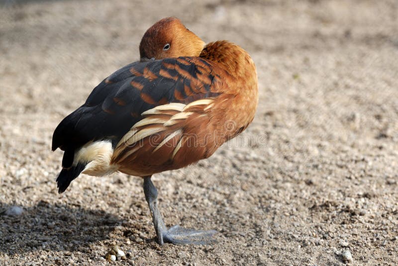 Red duck stock photo. Image of plume, duck, black, brown - 55018092