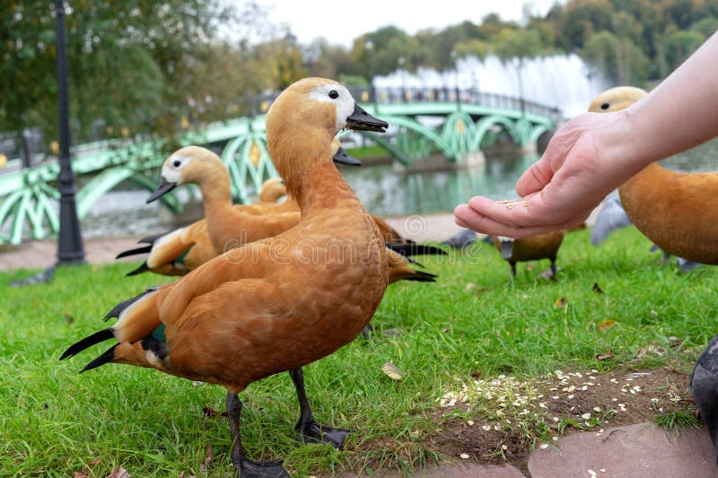 Red Duck or Ogar Duck Eats Food from Human Hands. Stock Photo - Image ...