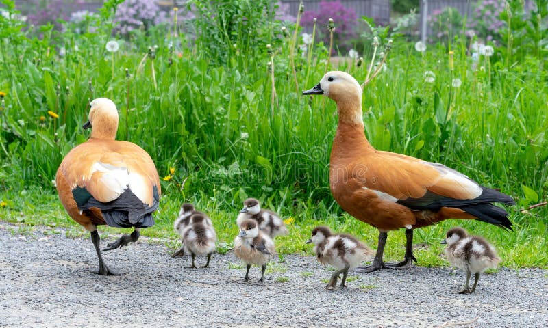 Red Duck or Ogar Duck with Small Ducklings. Stock Image - Image of ...
