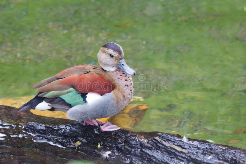 Ruddy Shelduck, or Red Duck Stock Photo - Image of good, snow: 39026274