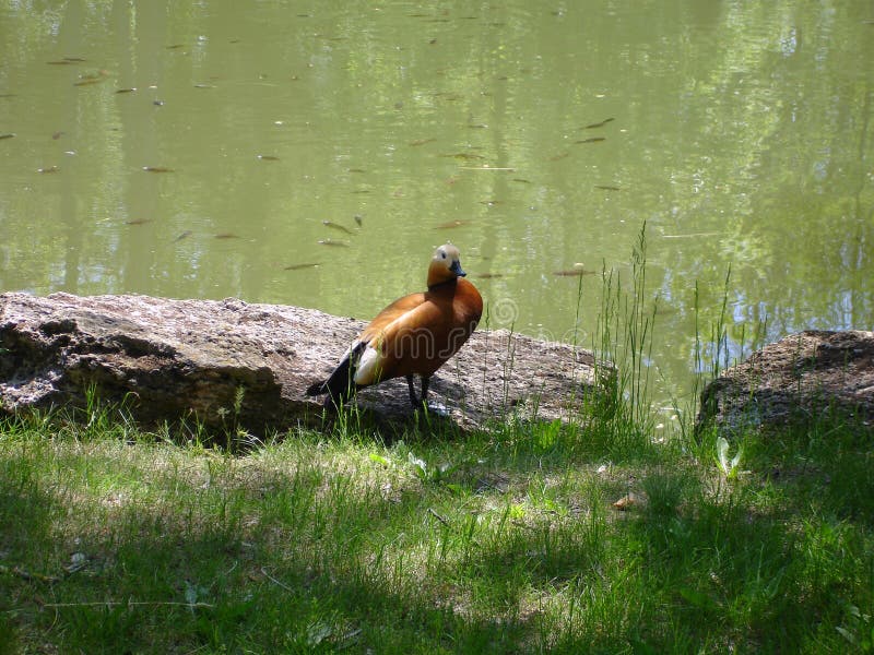 Red duck stock image. Image of beak, ruddy, water, nature - 57839715