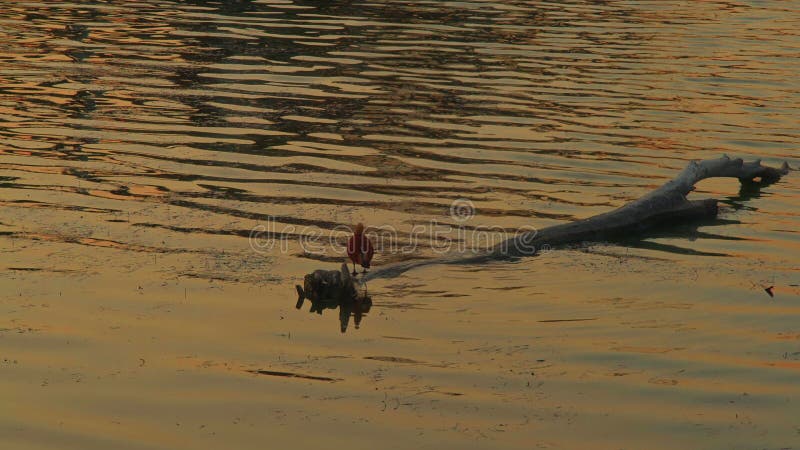 A Red Duck Sits on a Log Sunk in a Lake at Sunset. Stock Video - Video ...