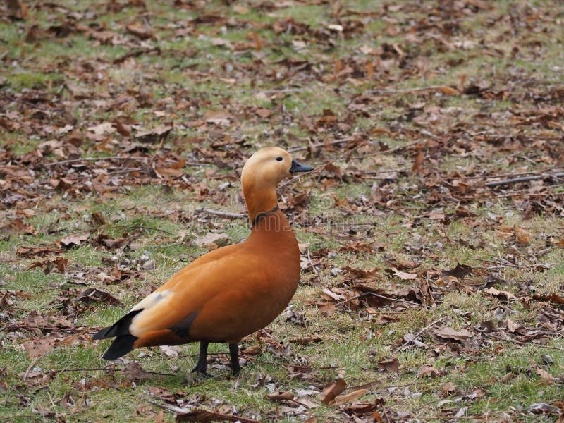 Red duck walks on the lawn stock image. Image of beauty - 174796781