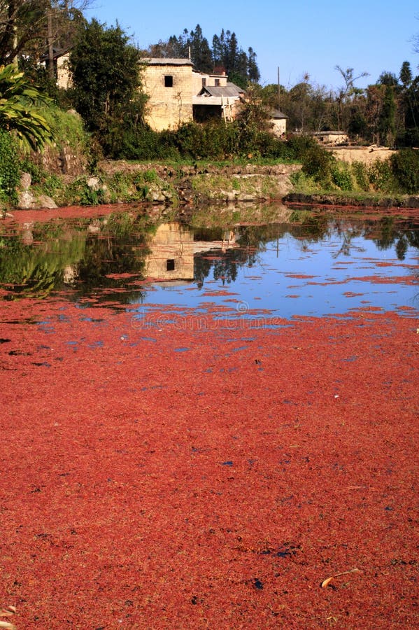 Red duckweed stock photo. Image of contrast, color, growth - 6359644