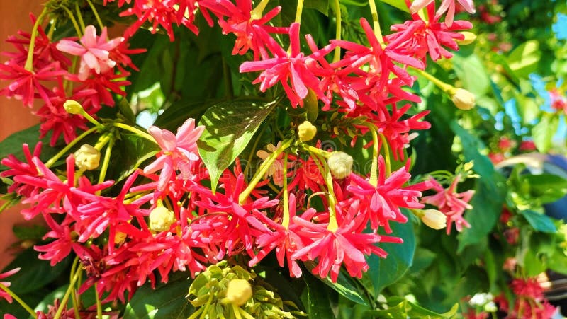 Dutchjasmine Stock Photos - Free & Royalty-Free Stock Photos from ...