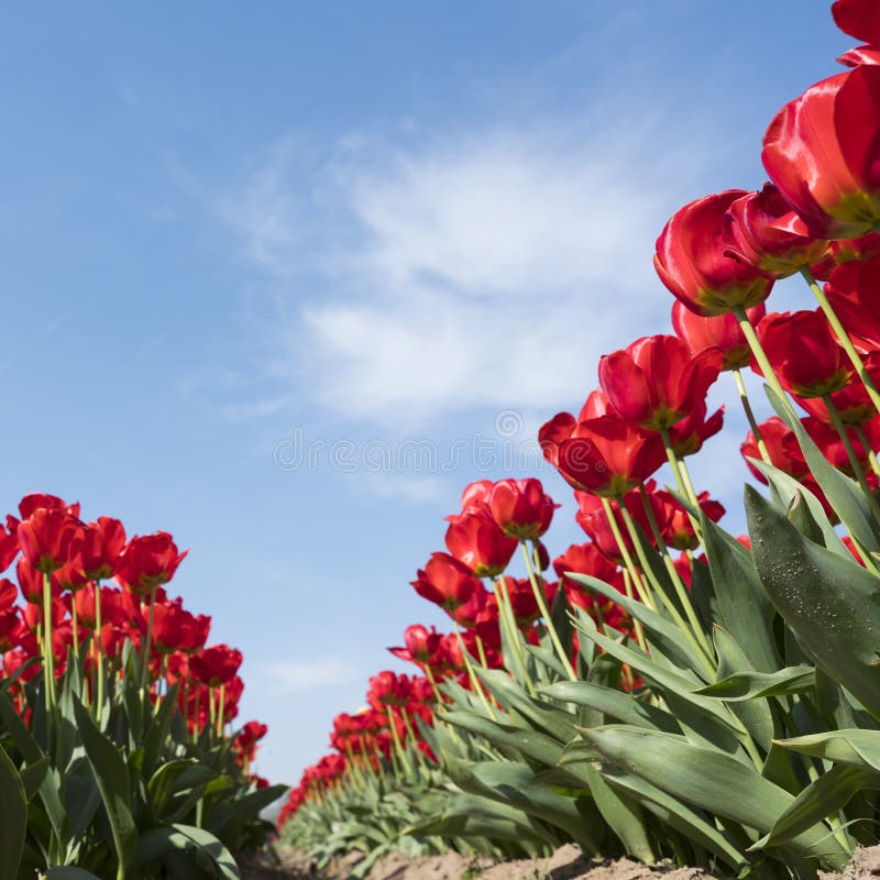 Red Dutch Tulips and Blue Sky in Holland Stock Photo - Image of natural ...