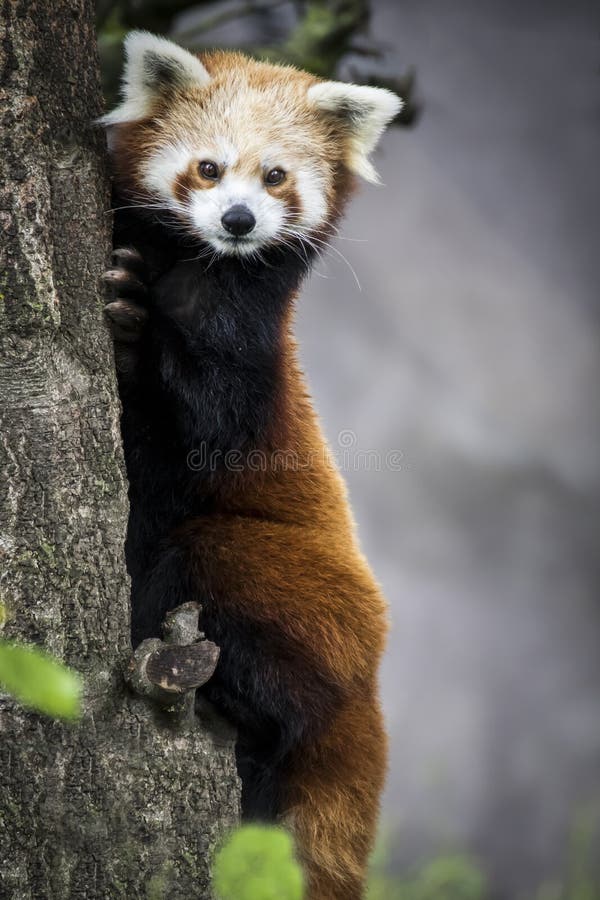 Red dwarf panda stock image. Image of park, bear, outdoor - 102048527