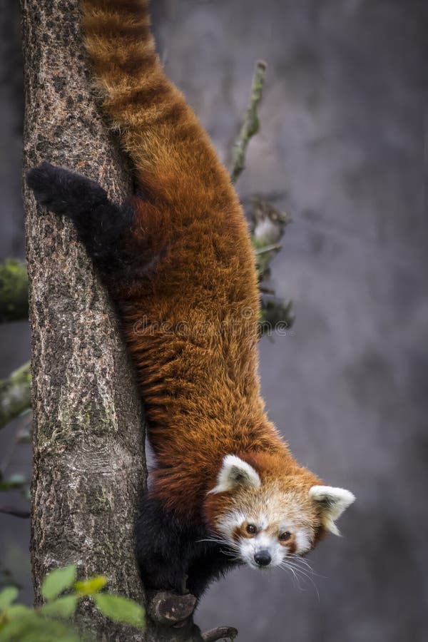 Red dwarf panda stock image. Image of kill, park, jungle - 102048469