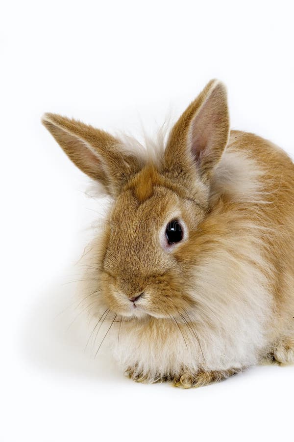 Red Dwarf Domestic Rabbit Against White Background Stock Photo - Image ...