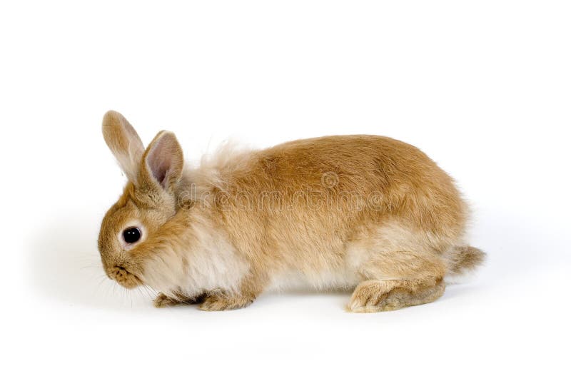 Red Dwarf Domestic Rabbit Against White Background Stock Image - Image ...
