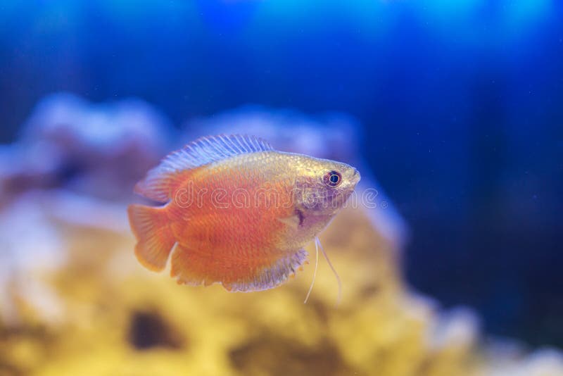 Red dwarf gourami stock photo. Image of small, nature - 63212060