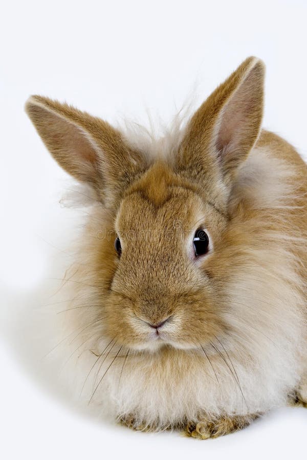 Red Dwarf Rabbit Against White Background Stock Image - Image of ...