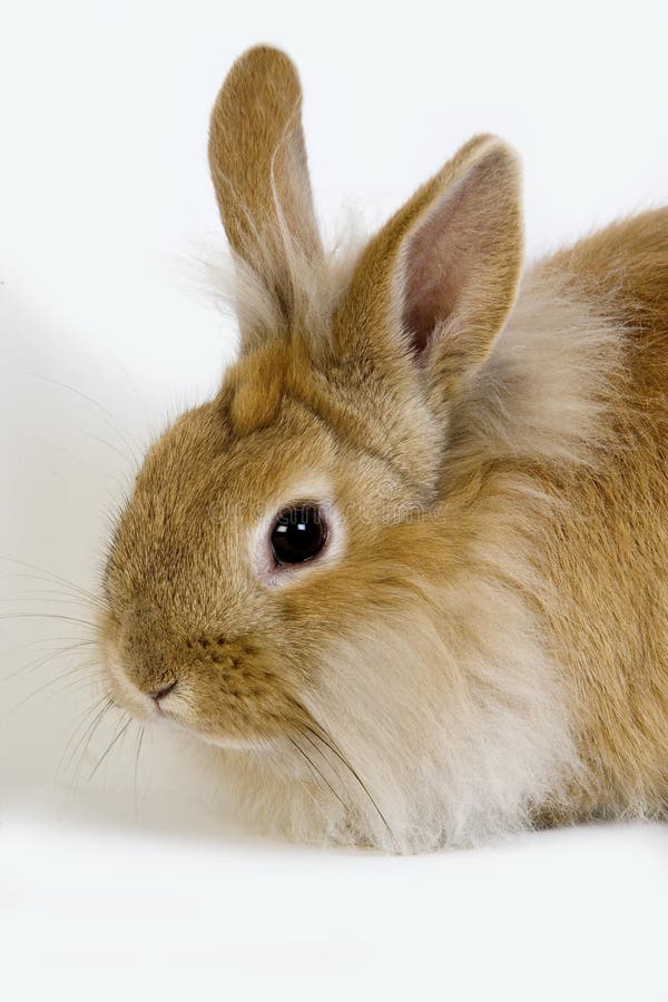 Red Dwarf Rabbit Against White Background Stock Photo - Image of white ...