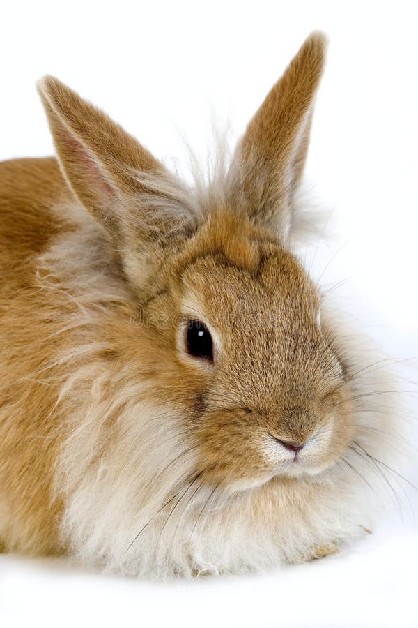Red Dwarf Rabbit Against White Background Stock Image - Image of farm ...