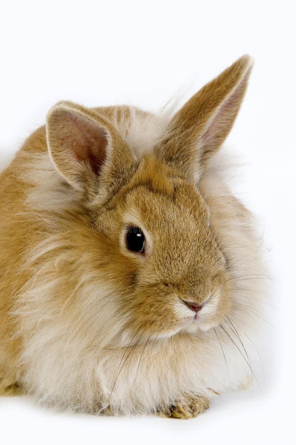 Red Dwarf Rabbit Against White Background Stock Photos - Free & Royalty ...