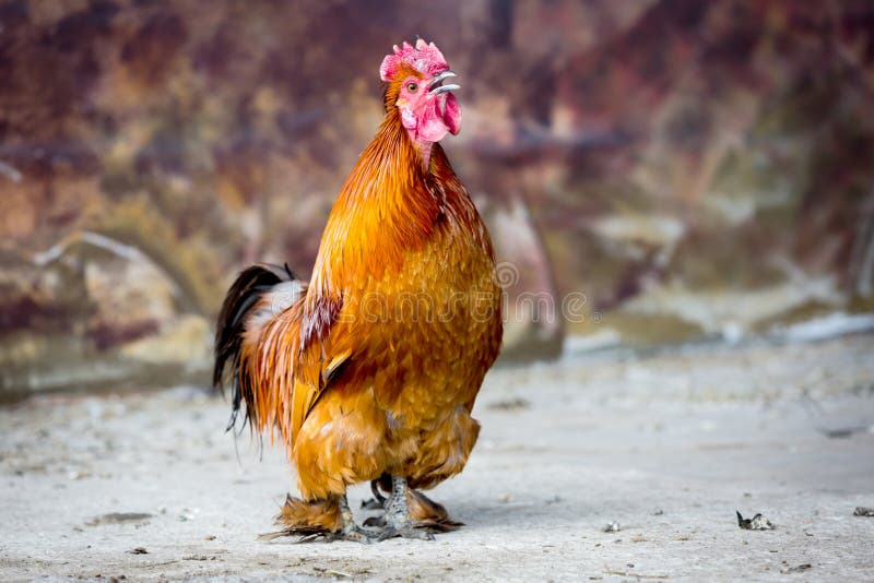 279 Dwarf Rooster Stock Photos - Free & Royalty-Free Stock Photos from ...