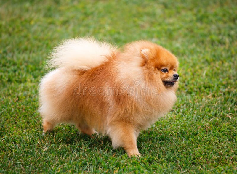 Pomeranian Dwarf Spitz On Green Lawn Stock Photo - Image of natural ...