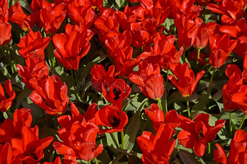 Red dwarf tulips stock photo. Image of dwarf, hybrids - 76603524