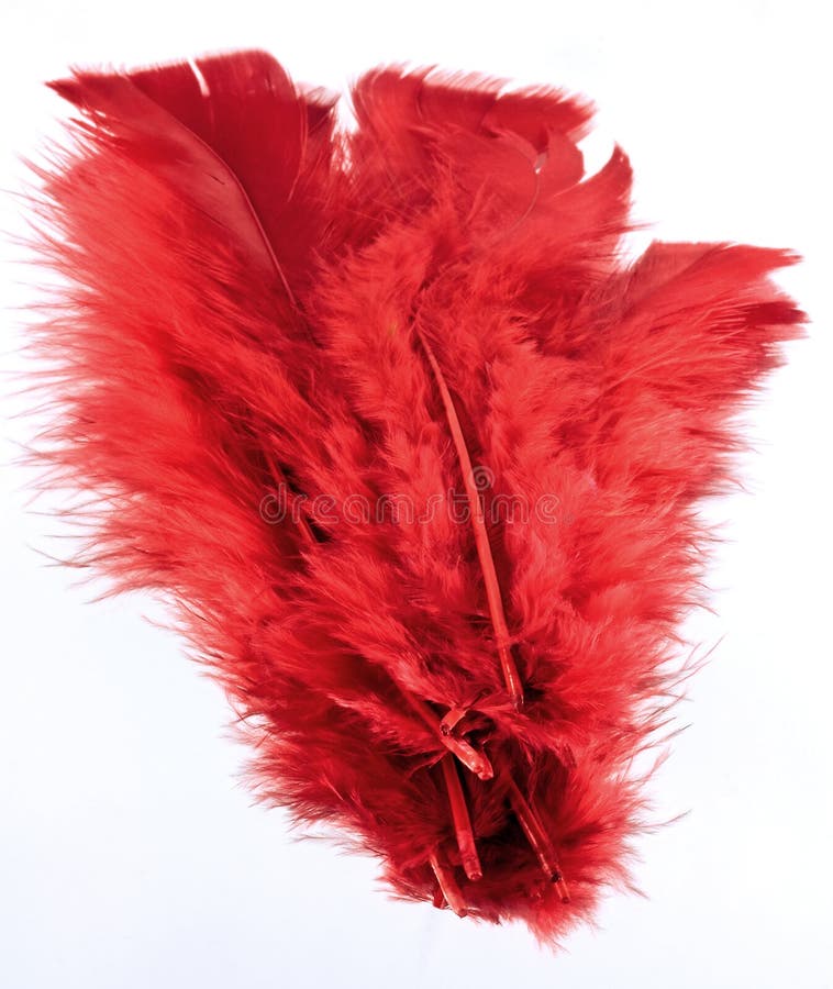 15+ Dyed feathers Free Stock Photos - StockFreeImages