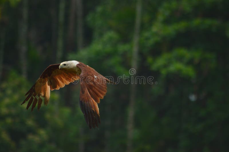 Red eagle on flight stock photo. Image of falcon, eagle - 182339386