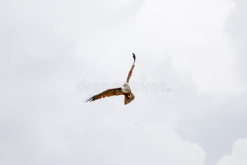 Red Eagle Fly on the Sky in Nature at Thailand Stock Photo - Image of ...