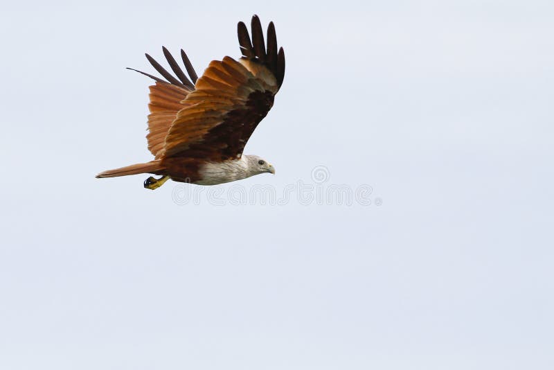 Red Eagle Fly on the Sky in Nature at Thailand Stock Photo - Image of ...