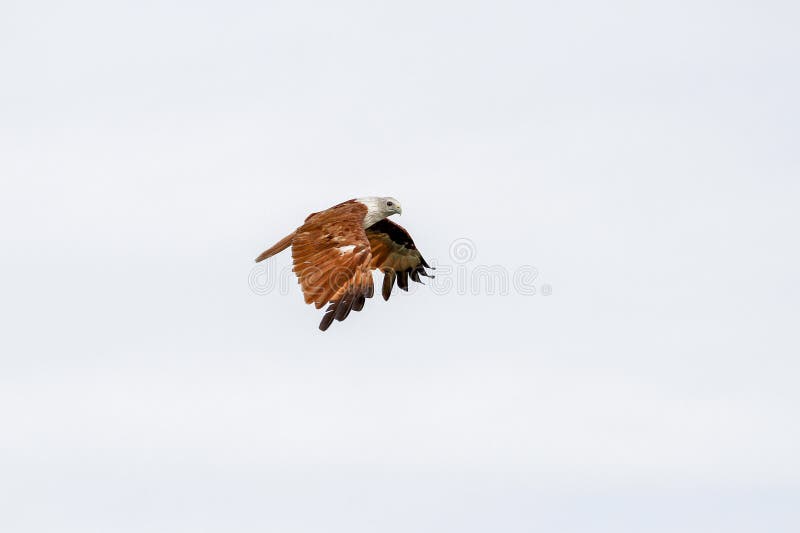 Red Eagle Fly on the Sky in Nature at Thailand Stock Photo - Image of ...