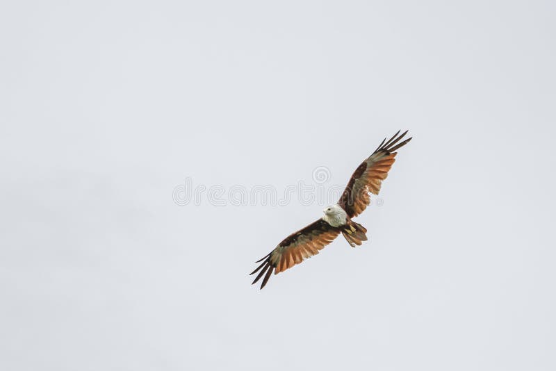 The Red Eagle Fly on the Sky in Nature at Thailand Stock Image - Image ...