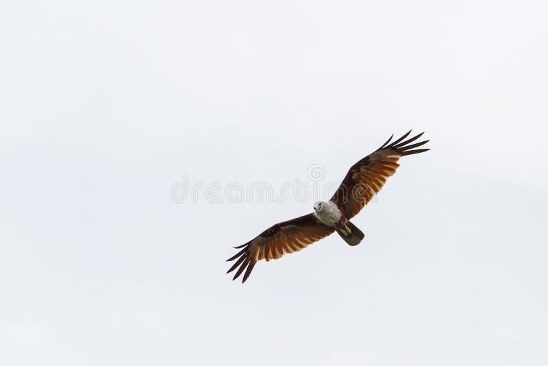 The Red Eagle Fly on the Sky in Nature at Thailand Stock Image - Image ...