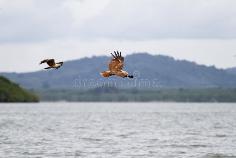 The Red Eagle Fly on the Sky in Nature at Thailand Stock Image - Image ...
