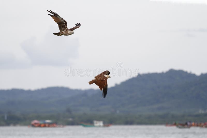Red Eagle Fly on the Sky in Nature at Thailand Stock Photo - Image of ...