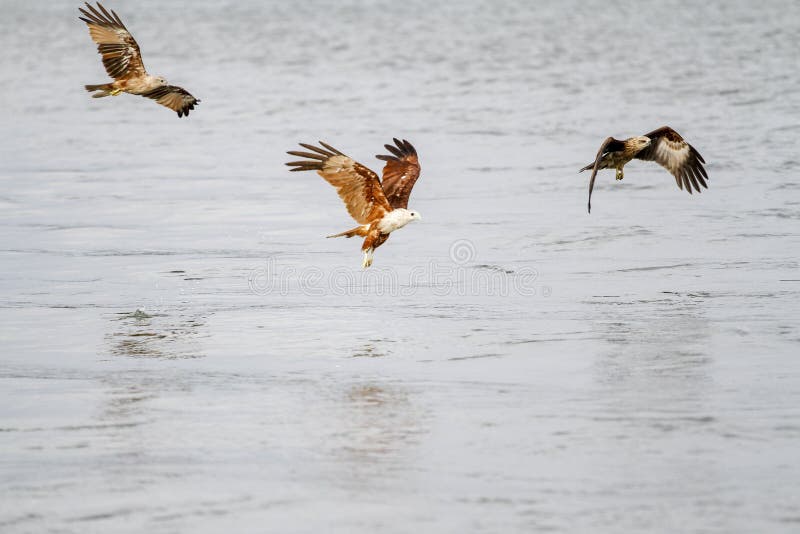 Red Eagle Fly on the Sky in Nature at Thailand Stock Photo - Image of ...