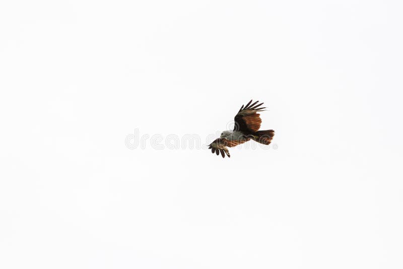 Red Eagle Fly on the Sky in Nature at Thailand Stock Image - Image of ...