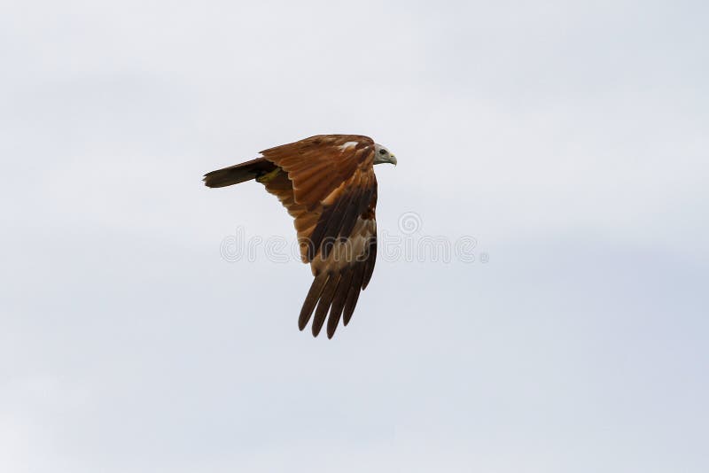 Red Eagle Fly on the Sky in Nature at Thailand Stock Image - Image of ...