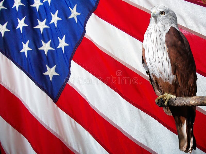 RED Eagle Set Against American Flag. Stock Photo - Image of july, bird ...