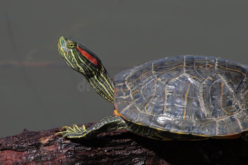 Red-Ear Slider Terrapin stock image. Image of aquatic - 2211515