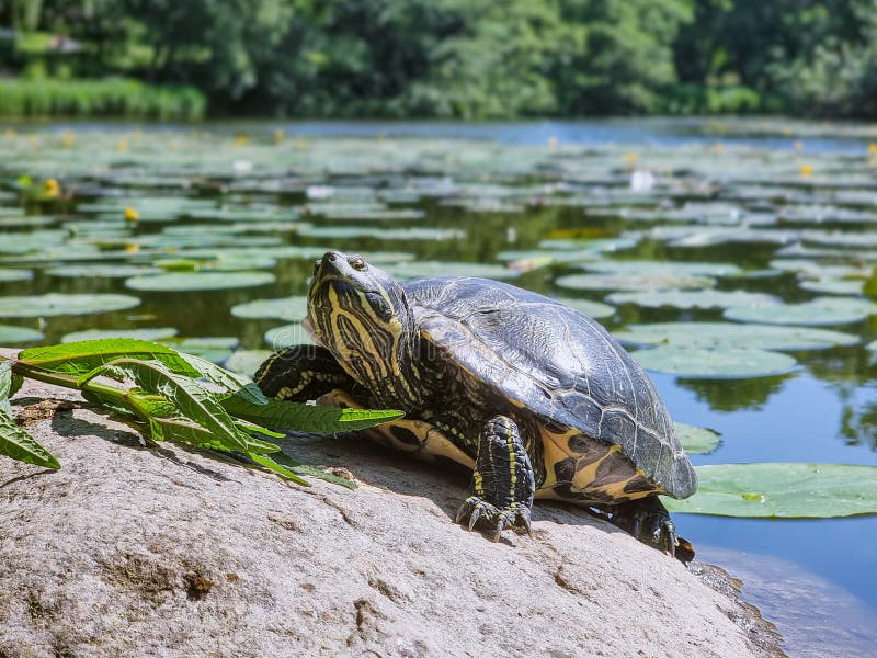 Red Ear Slider Turtle - Relaxing on a Stone Sunny Weather Stock Image ...