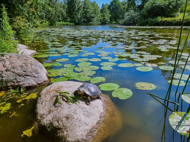 Red Ear Slider Turtle - Relaxing on a Stone Sunny Weather Stock Photo ...