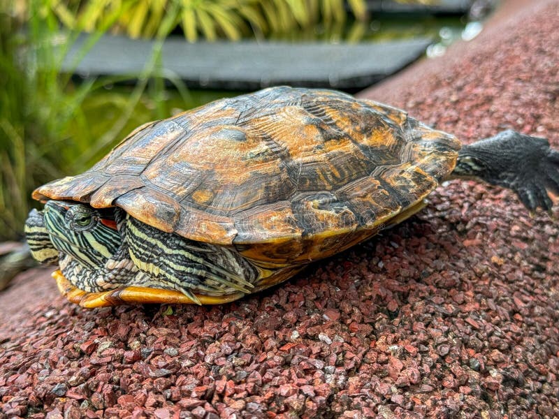 Red Ear Slider Turtleâ€™s Shell and Legs with Hidden Head Stock Photo ...